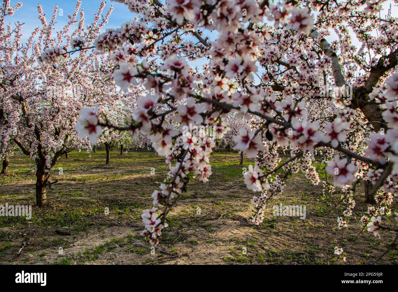 Almond trees blossom in the fields of Ainzon, Zaragoza, Aragon, Spain ...