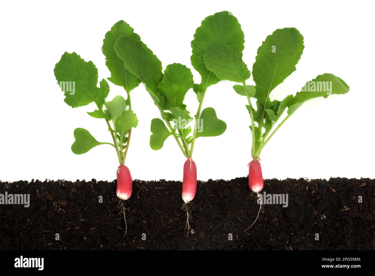 Radish Plant Growth Stages