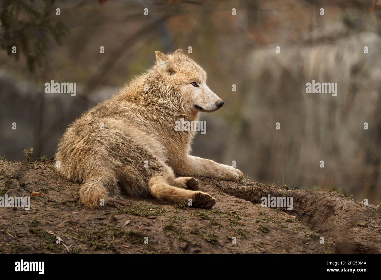 Thick mud covered hi-res stock photography and images - Alamy