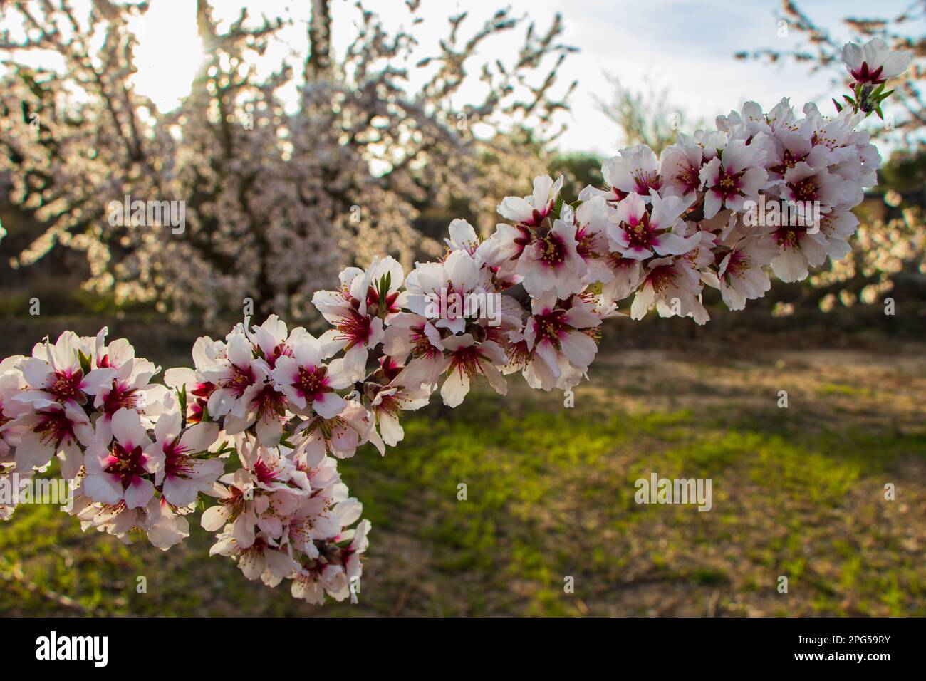 Almond trees blossom in the fields of Ainzon, Zaragoza, Aragon, Spain ...