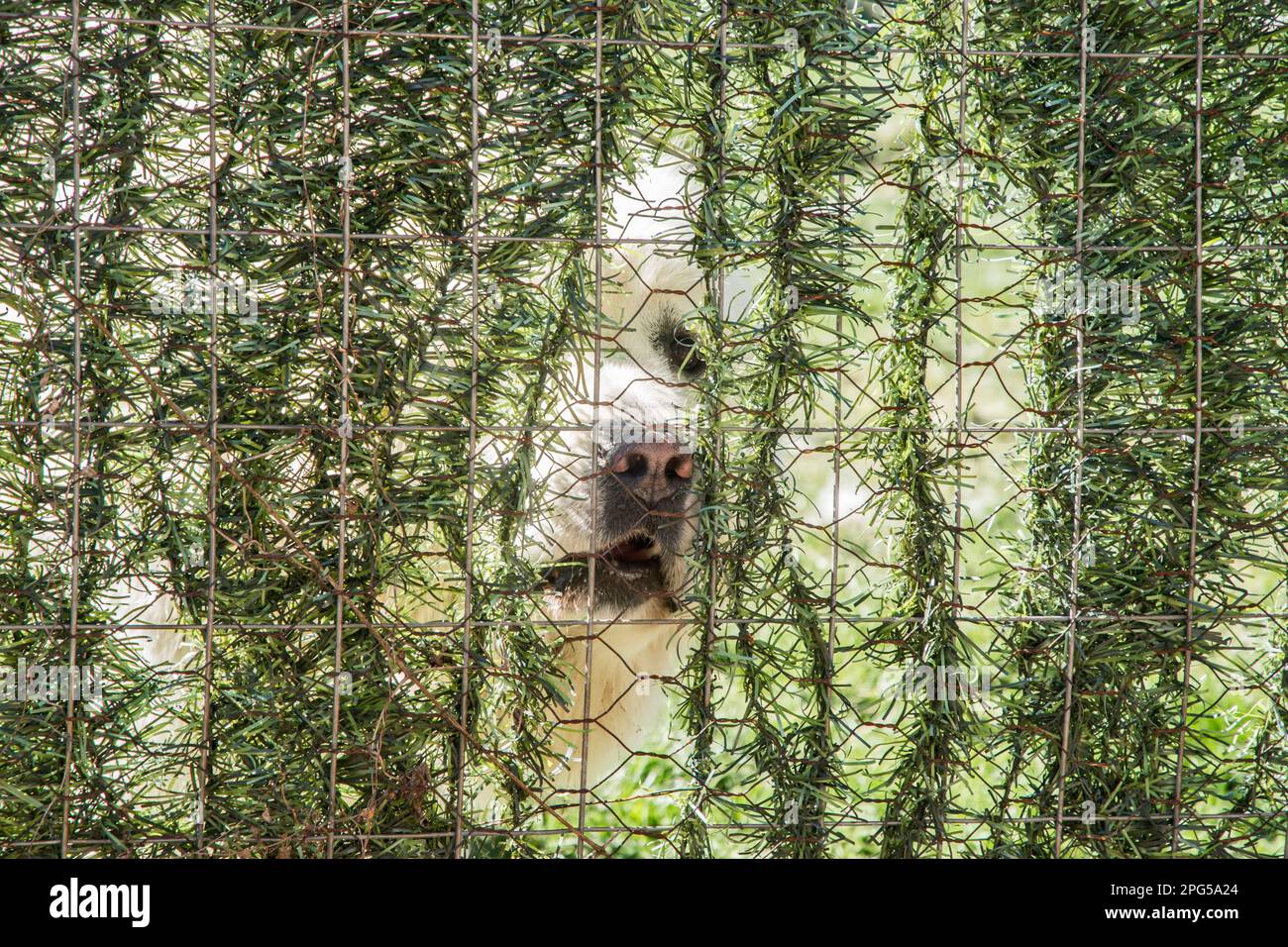 Dog sticking his nose through fence netting Stock Photo - Alamy