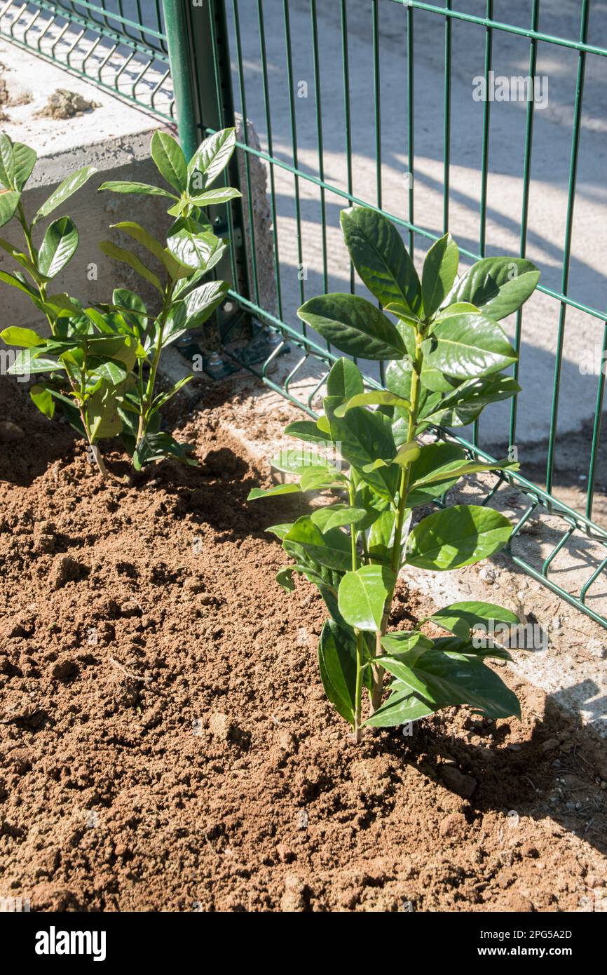 Planting of cherry laurel Prunus laurocerasus seedlings in house garden ...