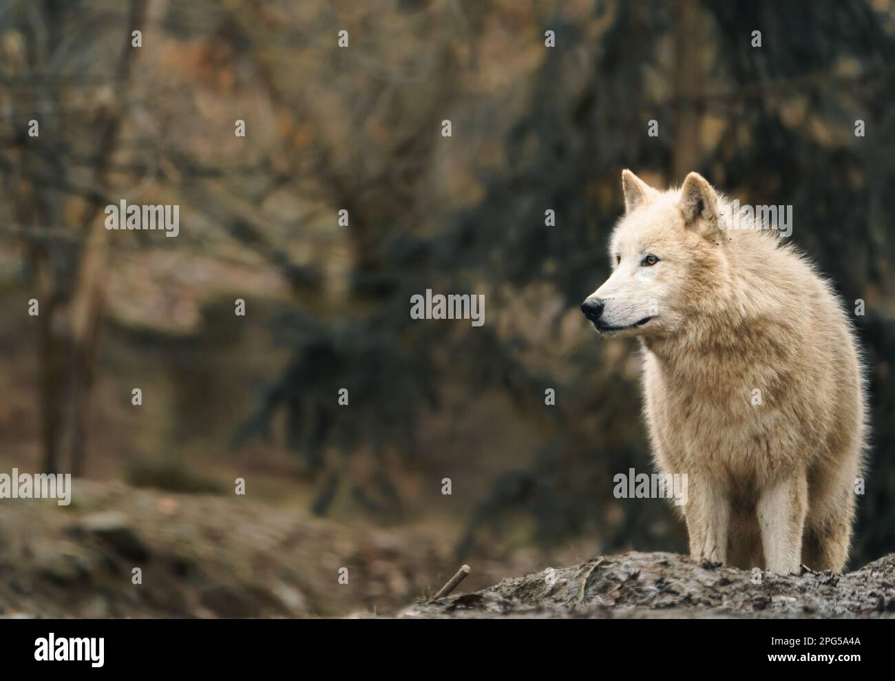 Thick mud covered hi-res stock photography and images - Alamy