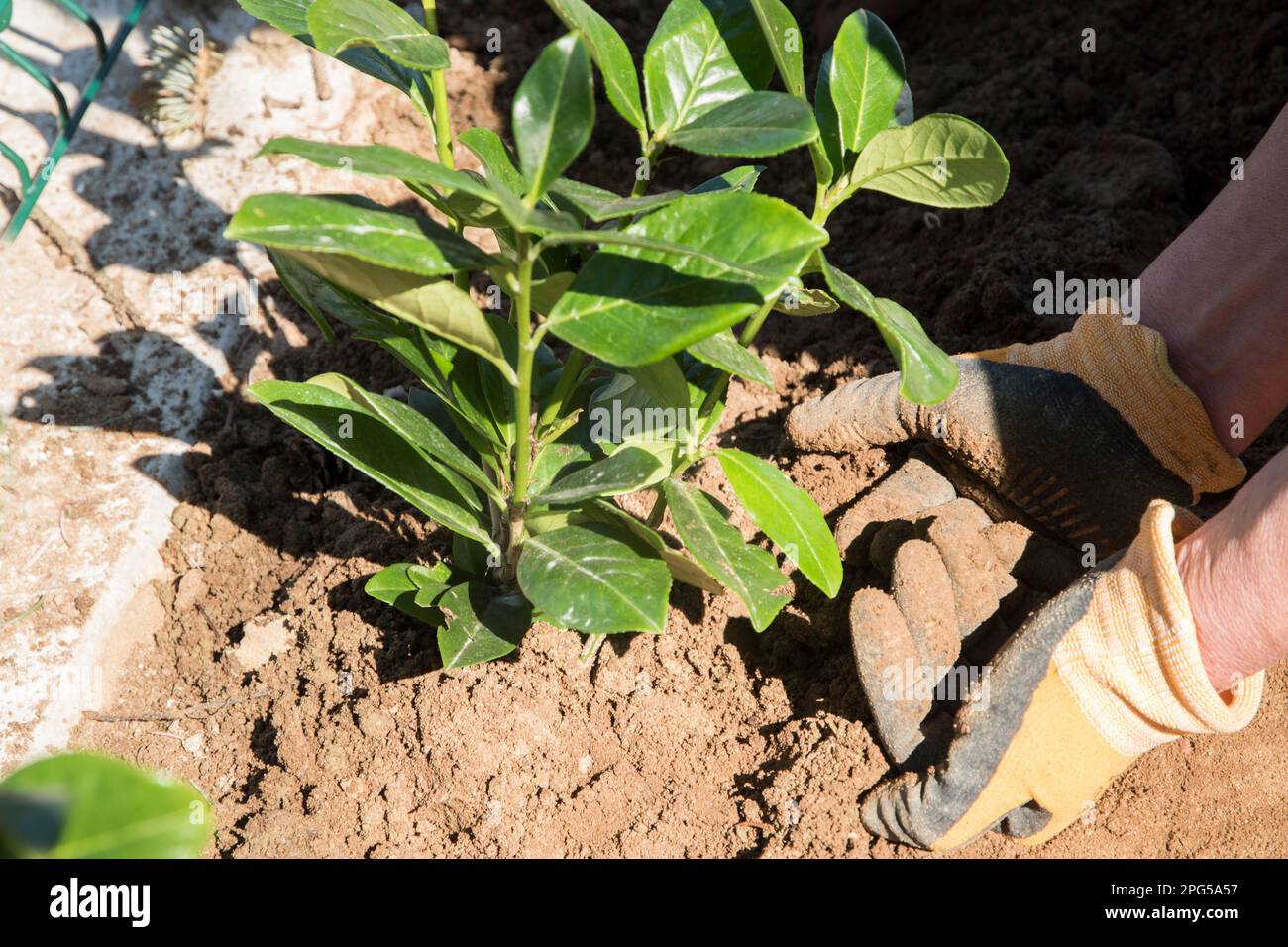 Planting of cherry laurel Prunus laurocerasus seedlings in house garden ...