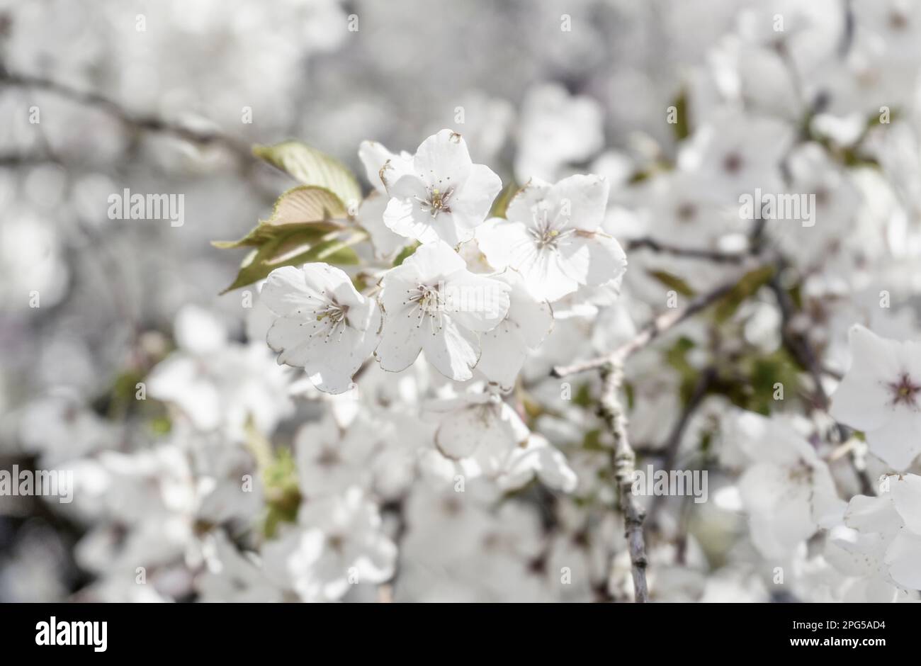 Blooming cherry trees in wind hi-res stock photography and images - Alamy