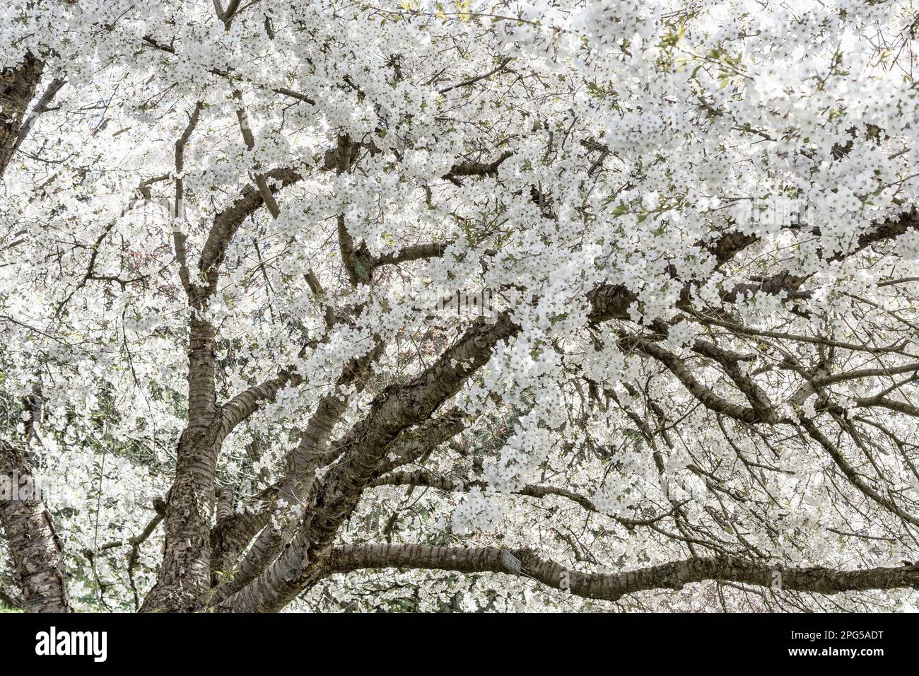 Cherry trees in bloom Stock Photo - Alamy