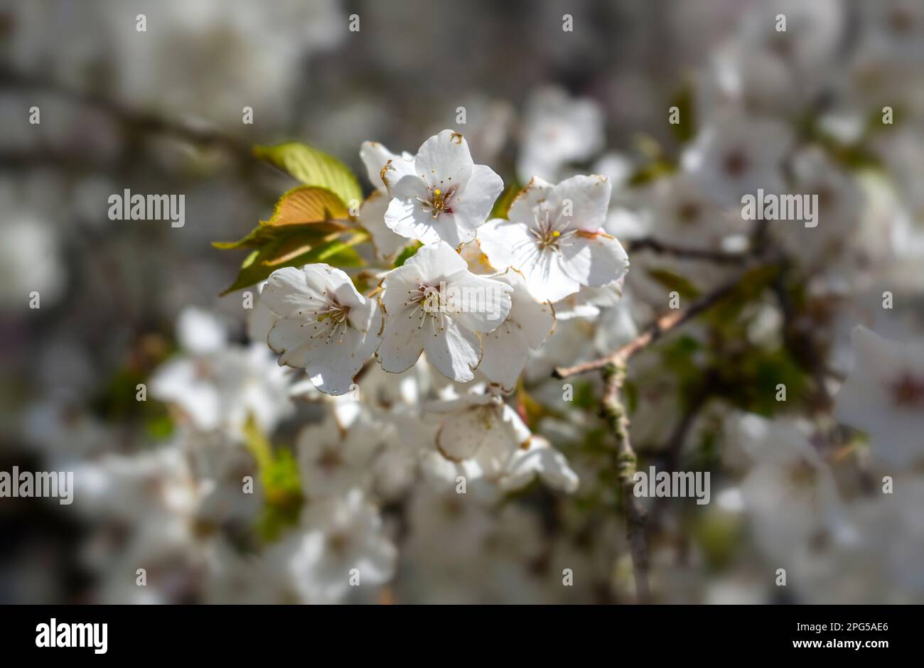 Blooming cherry trees in wind hi-res stock photography and images - Alamy