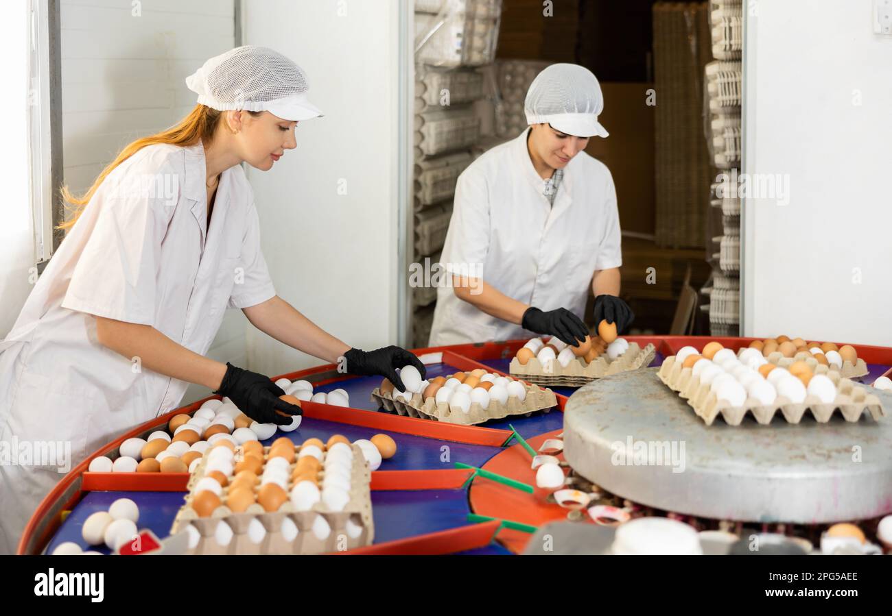 Team of farm workers sorting chicken eggs by size and labeling Stock ...