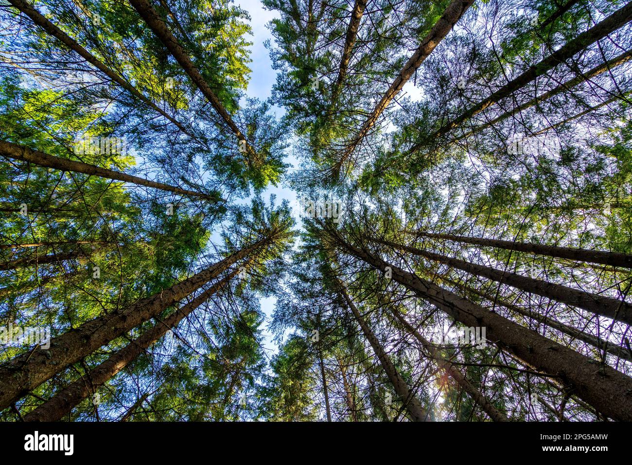 Low angle view forest hi-res stock photography and images - Alamy