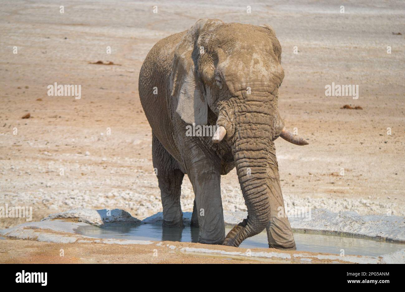 elephant and water Stock Photo - Alamy