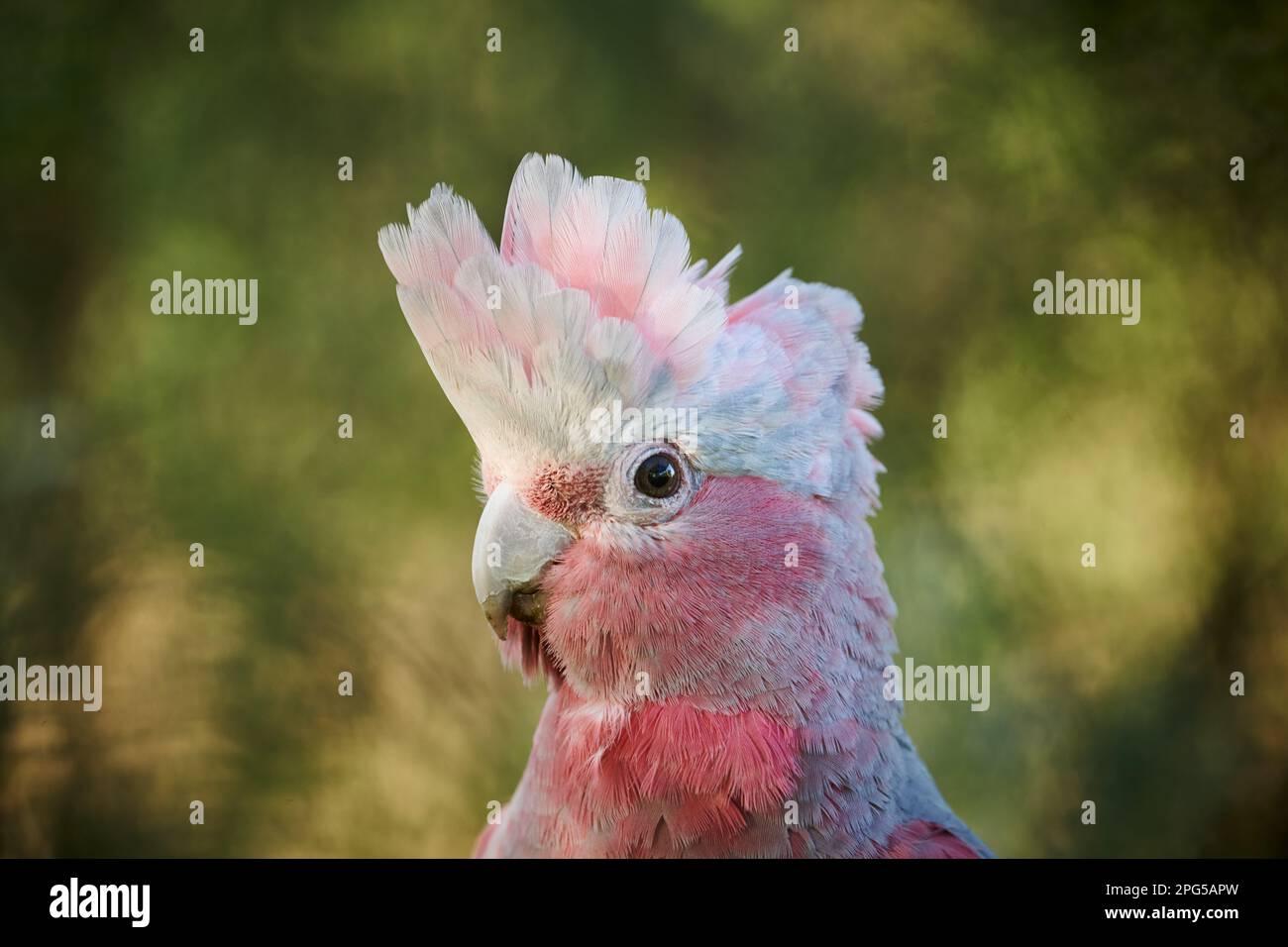 Closeup portrait of a Galah or Eolophus roseicapilla, photographed late ...