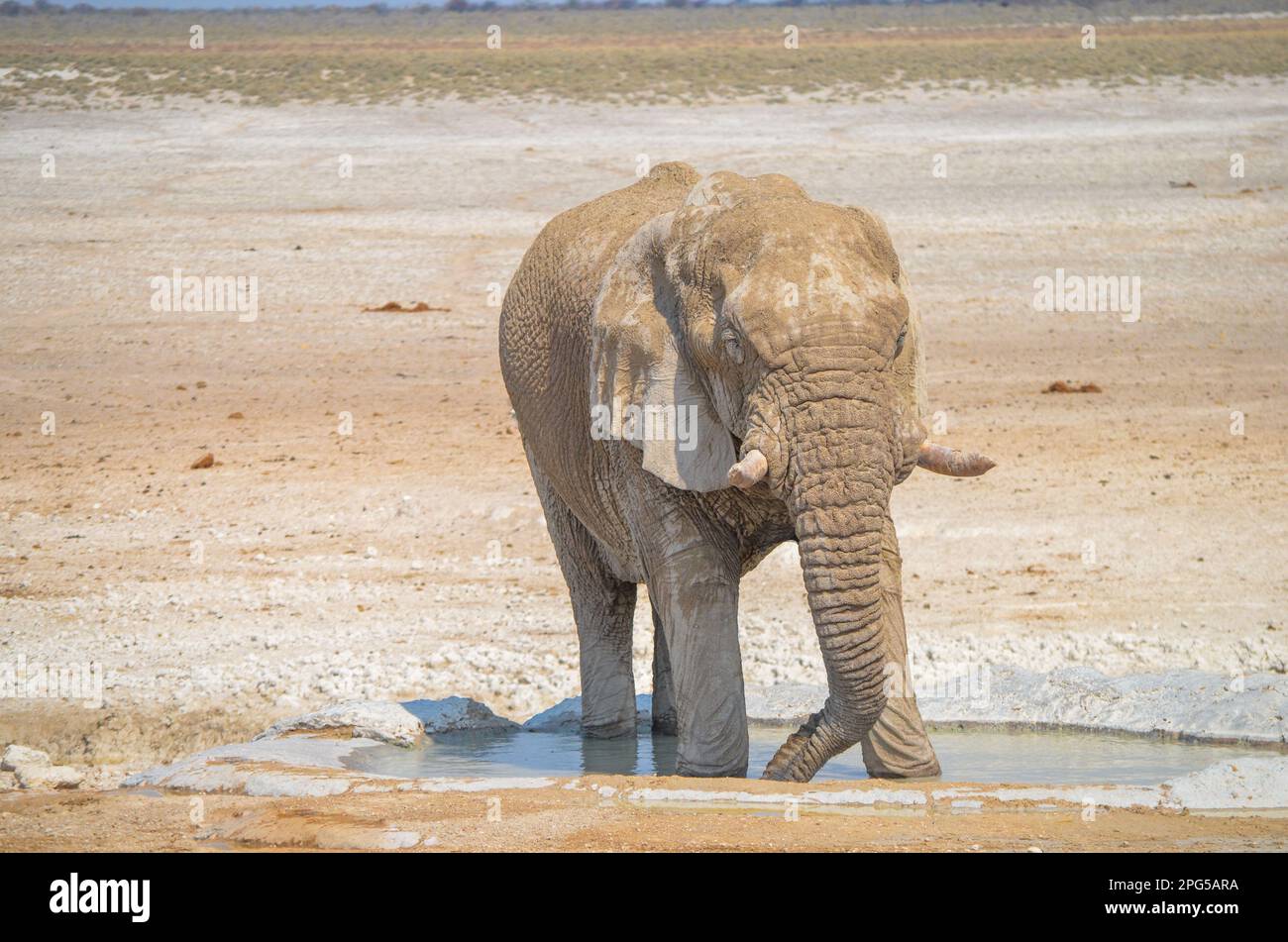 an elephant and water Stock Photo - Alamy