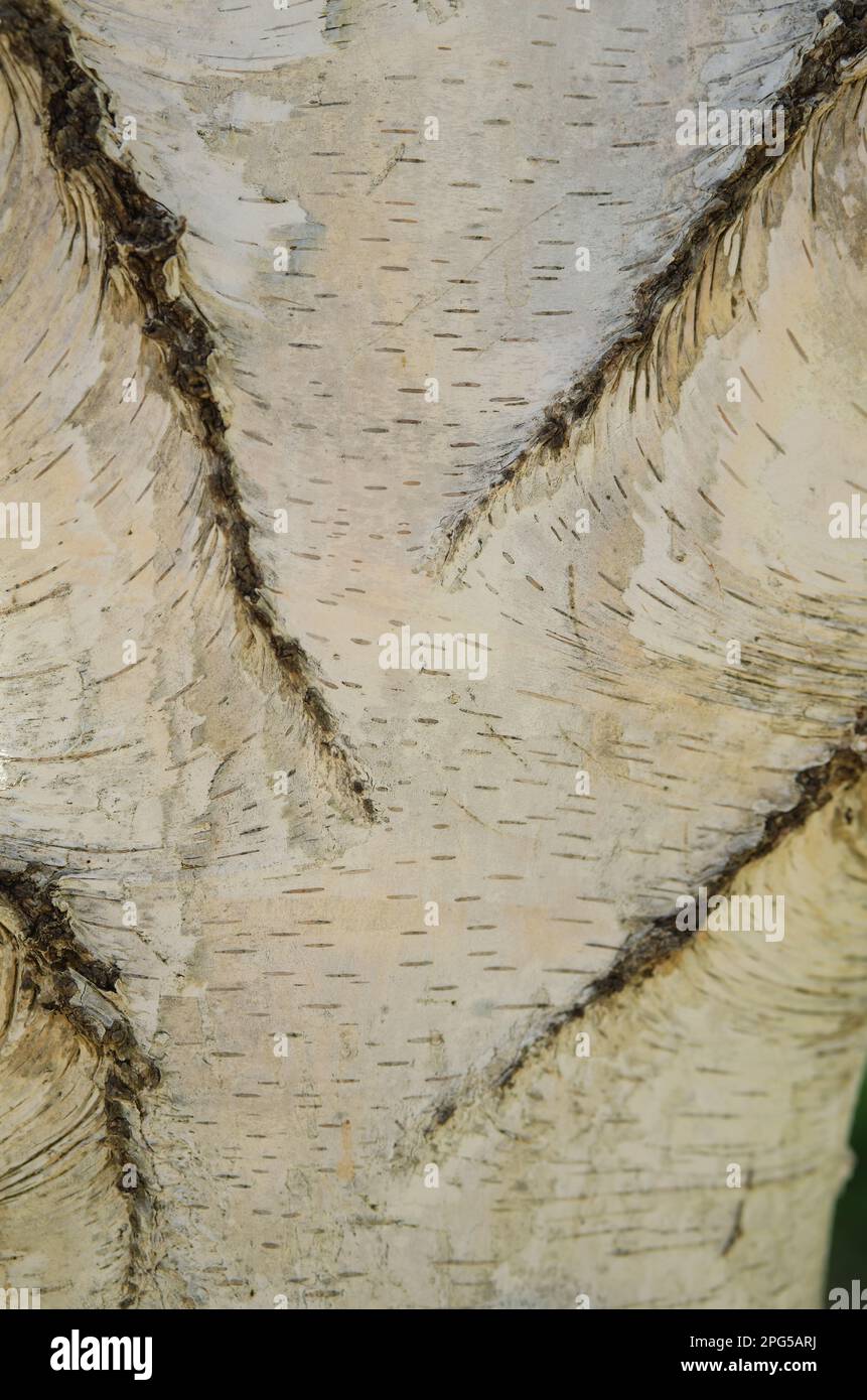 Bark detail of Betula pendula, more commonly know as Siver Birch ...