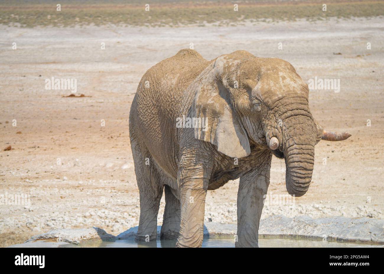 an elephant and water Stock Photo - Alamy