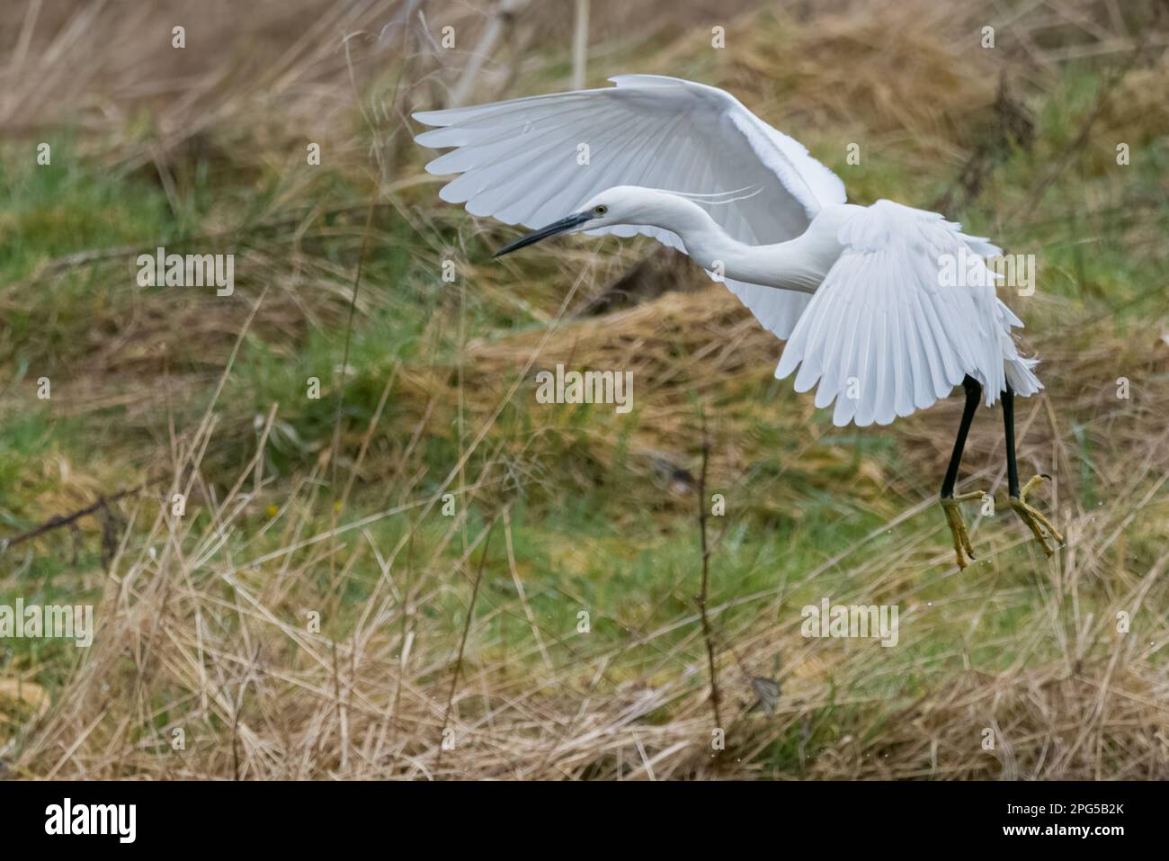 Little Egret (Egretta garzetta) at RSPB Loch Leven Nature Reserve in ...