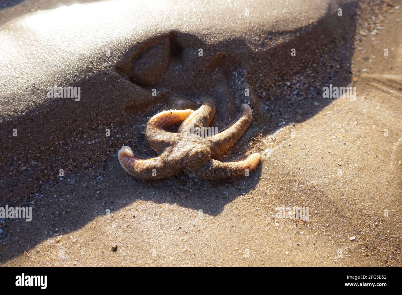 Welsh starfish hi-res stock photography and images - Alamy
