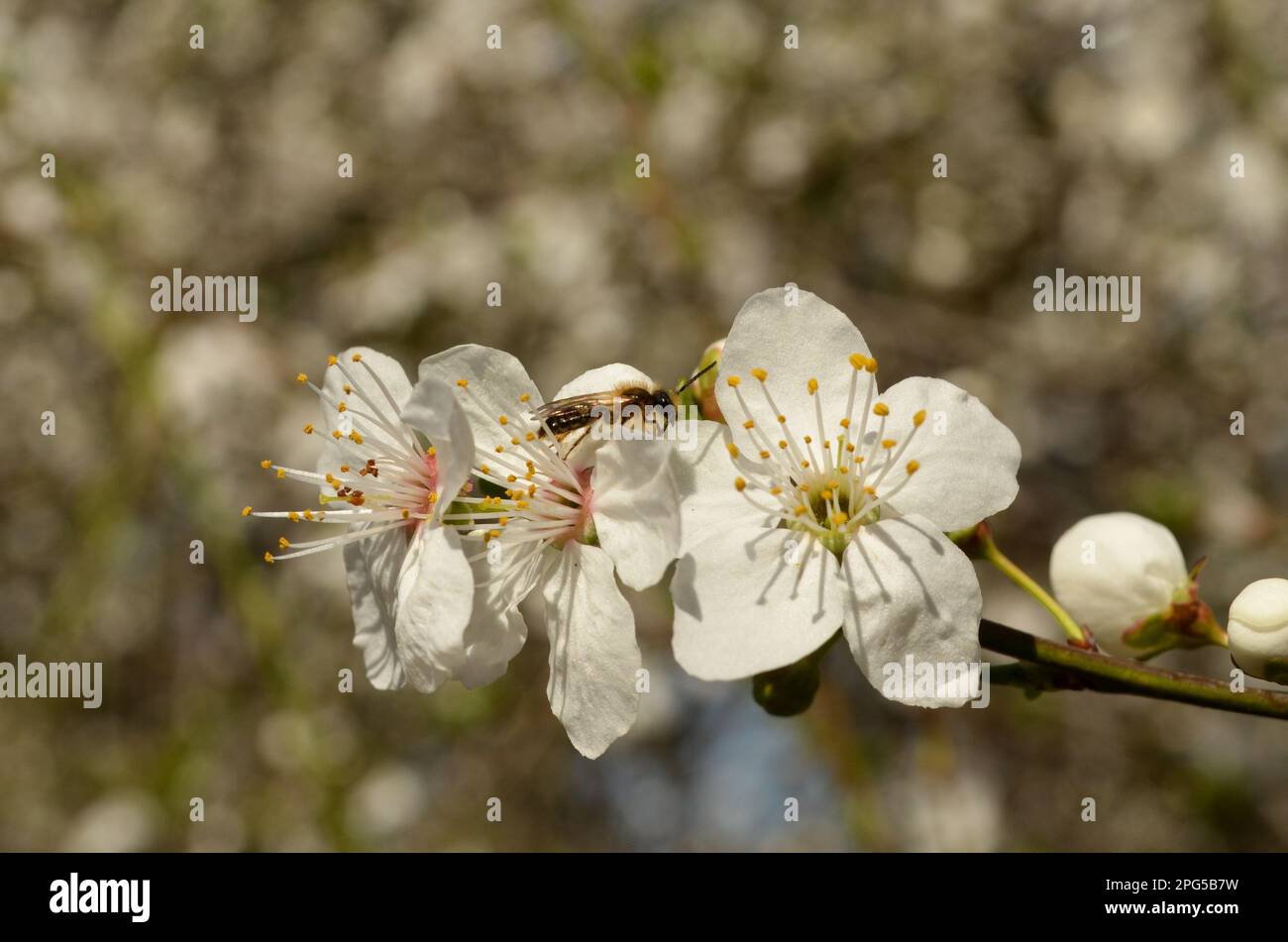 A little honey bee collecting pollen from a blooming pear tree in ...
