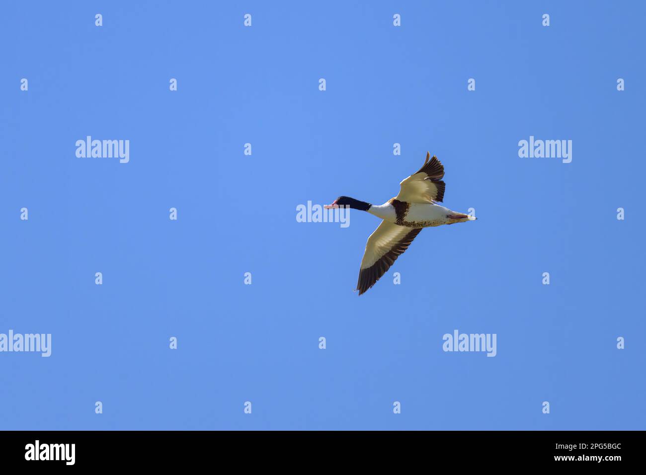 A Common Shelduck flying on a sunny day in summer, blue sky, northern ...
