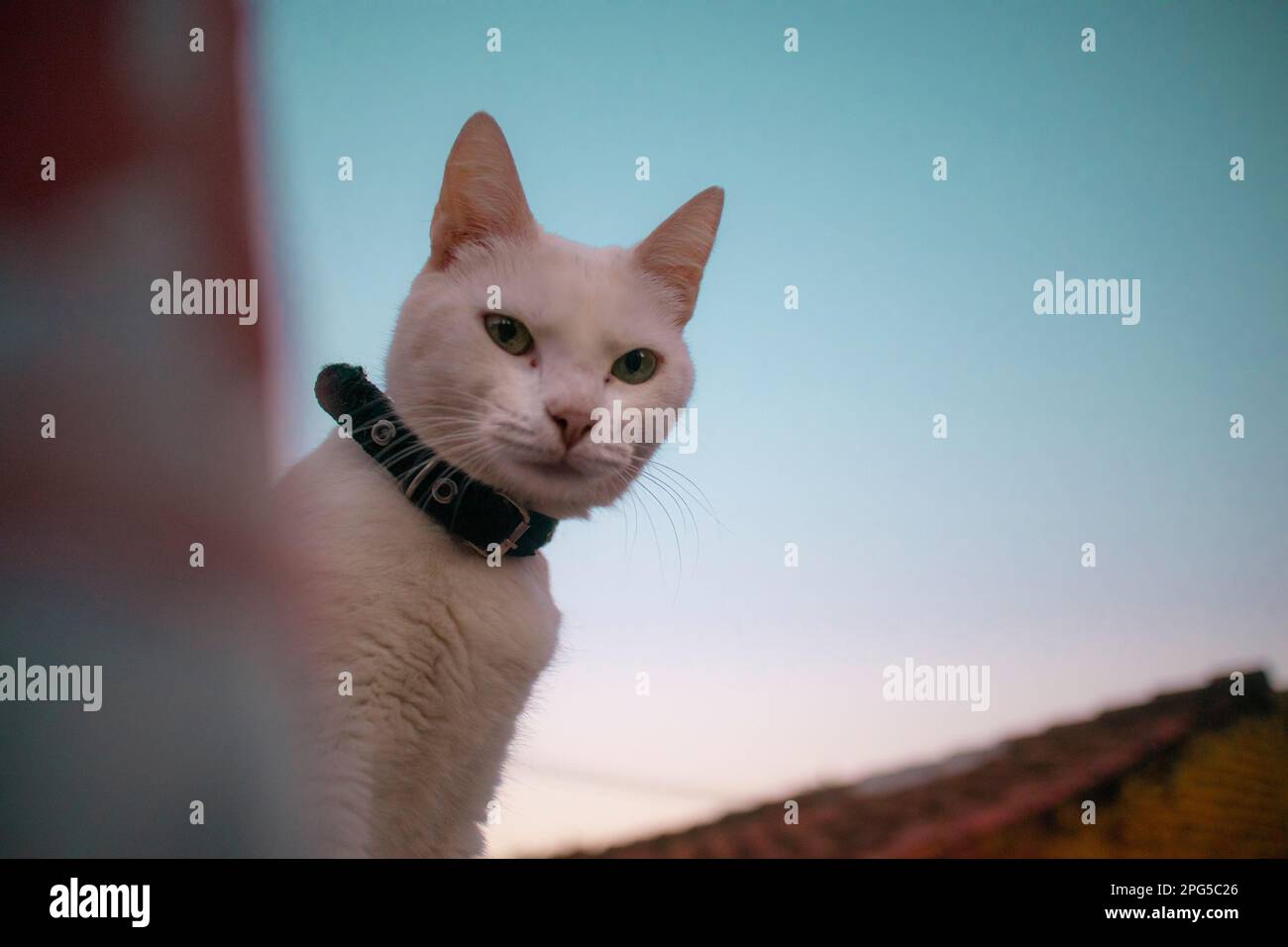 A white Khao Manee cat staring intently off into the horizon, with a ...