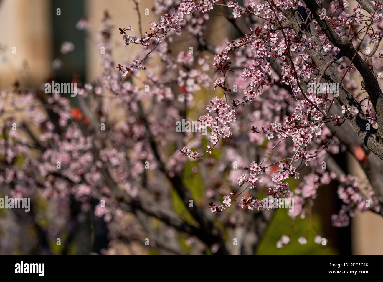 Blossoming branch pear tree hi-res stock photography and images - Alamy