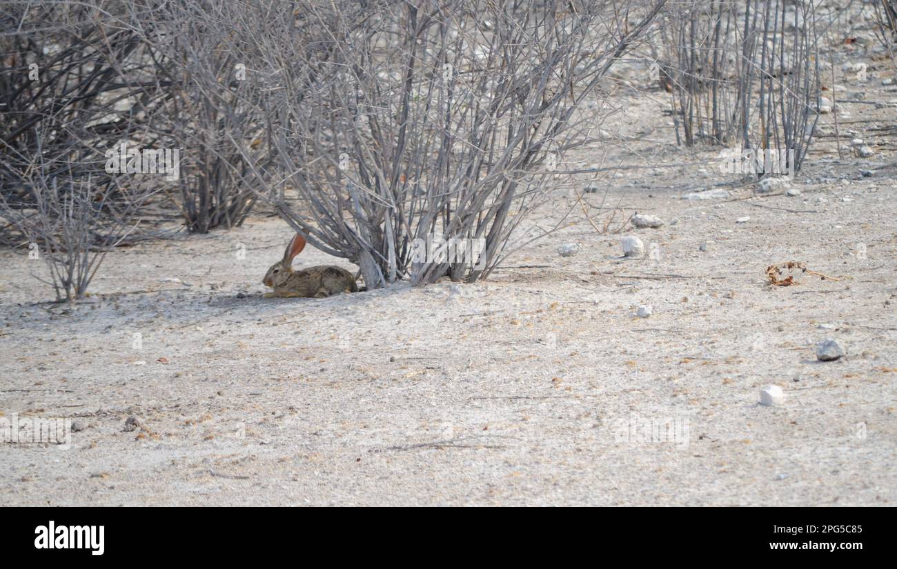 Small rabbit in bush hi-res stock photography and images - Alamy