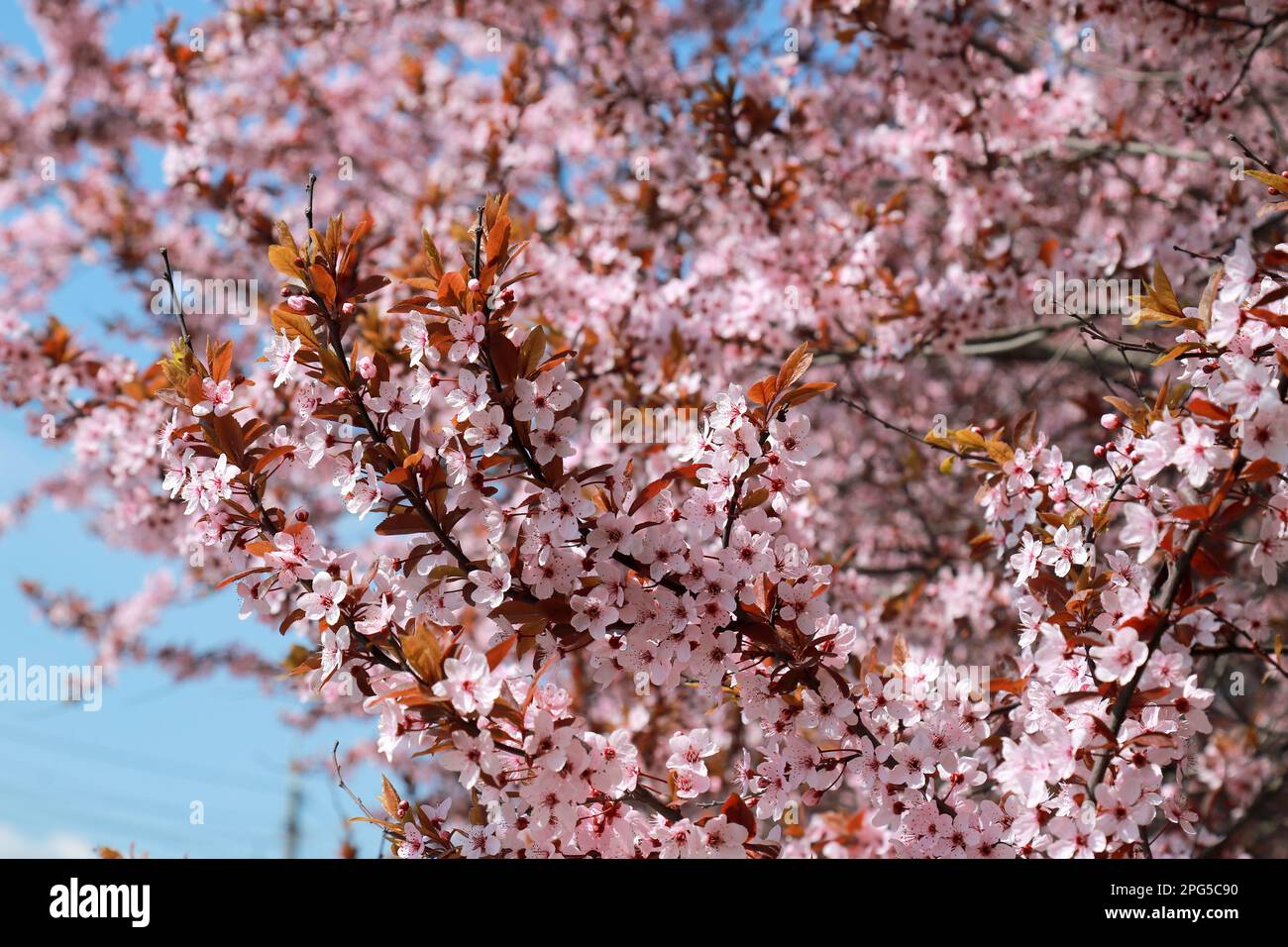 In garden bloomed red leaved pissardi plum, red cherry plum. Beautiful ...