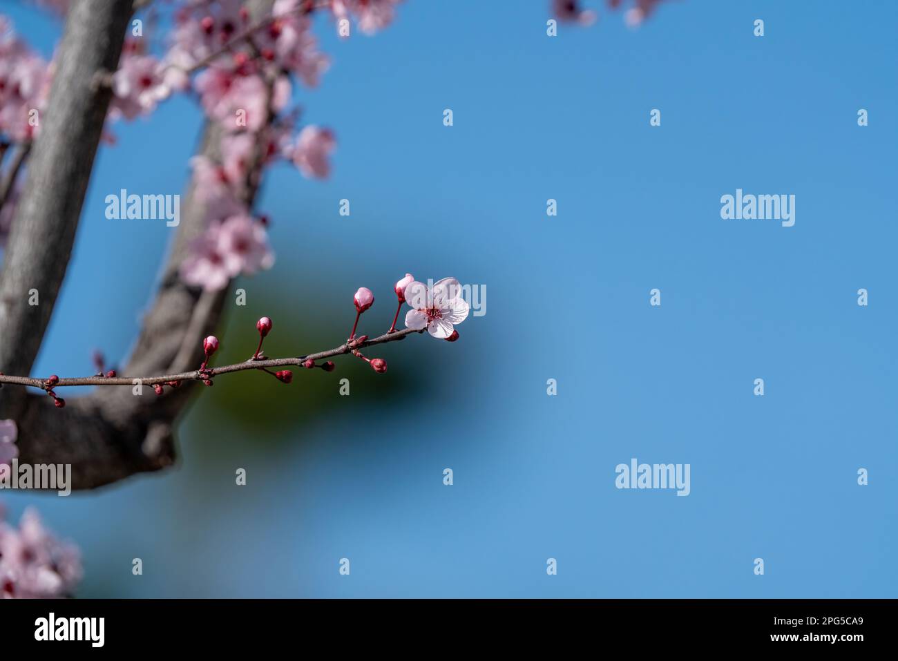 Branches white blooms flowering hi-res stock photography and images - Alamy