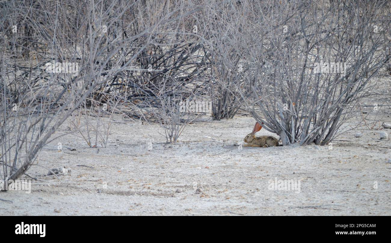 Small rabbit in bush hi-res stock photography and images - Alamy