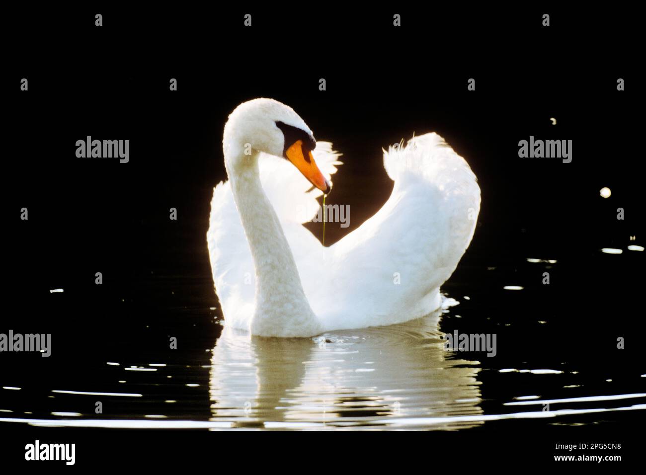 1970s SINGLE WHITE BEAUTIFUL MUTE SWAN Cygnus olor SWIMMING WITH WINGS ...