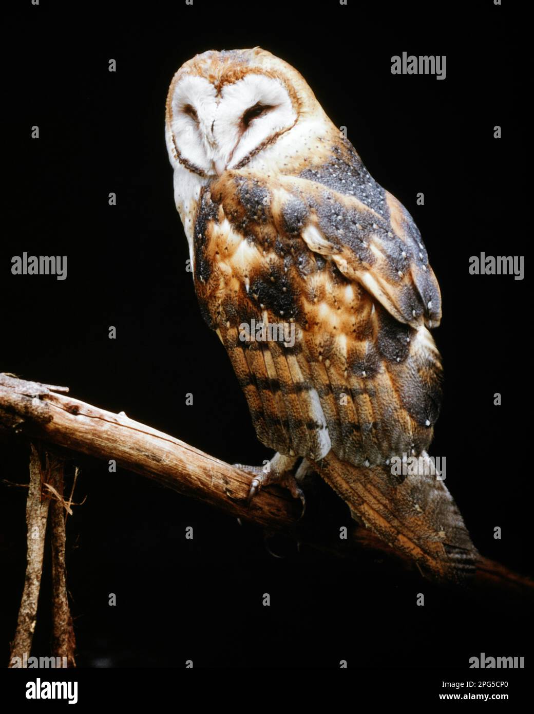 1990s SINGLE COMMON BARN OWL Tyto alba PERCHED ON A BRANCH LOOKING AT ...