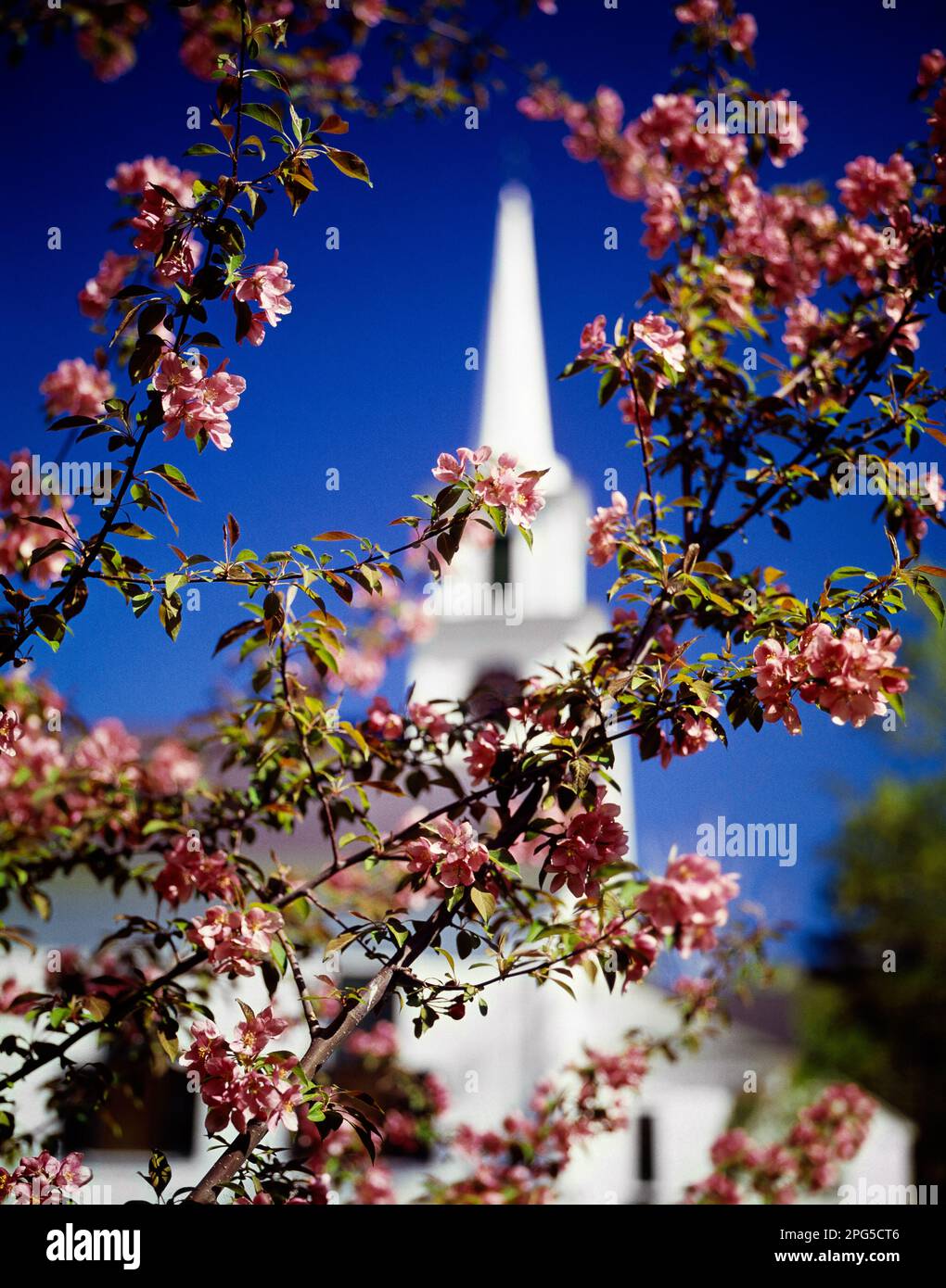 1990s WHITE CHURCH SPIRE SEEN THROUGH SPRING BLOSSOMS OF ASIATIC APPLE ...