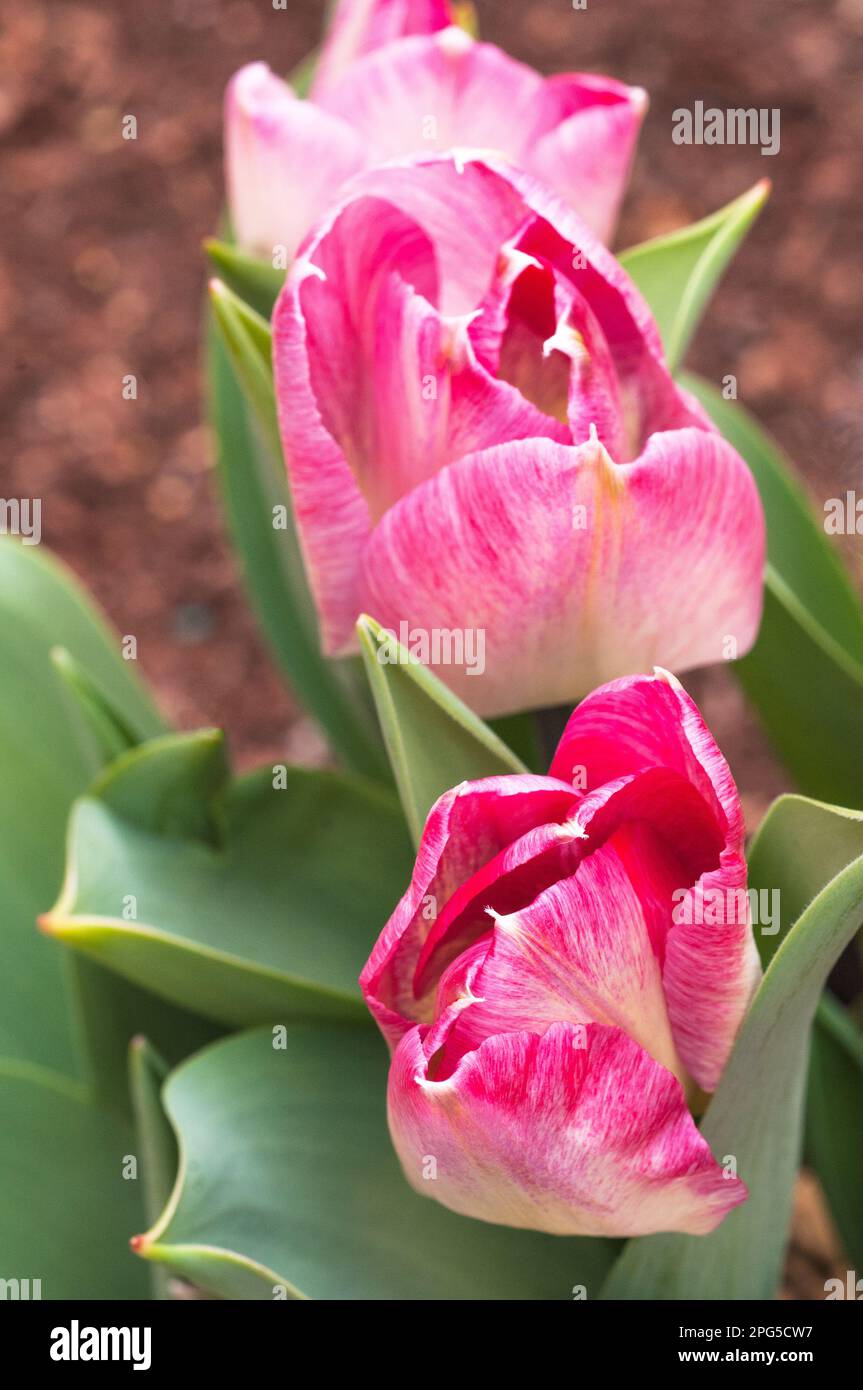 Close up of tulipa Sweet Flag. A single mid spring flowering Lavender ...
