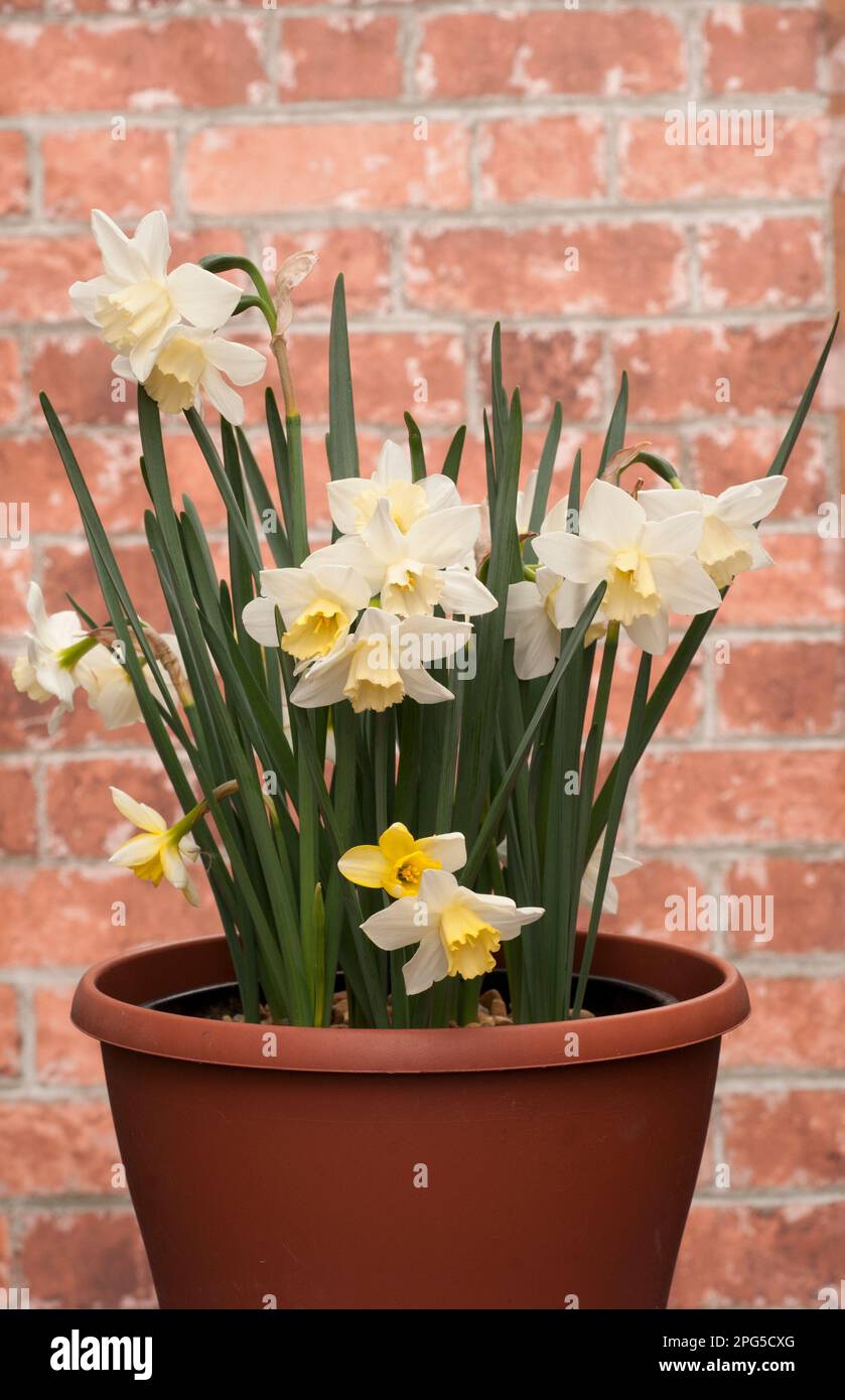 Narcissus jonquil Pueblo flowering in mid-spring A dwarf daffodil with ...