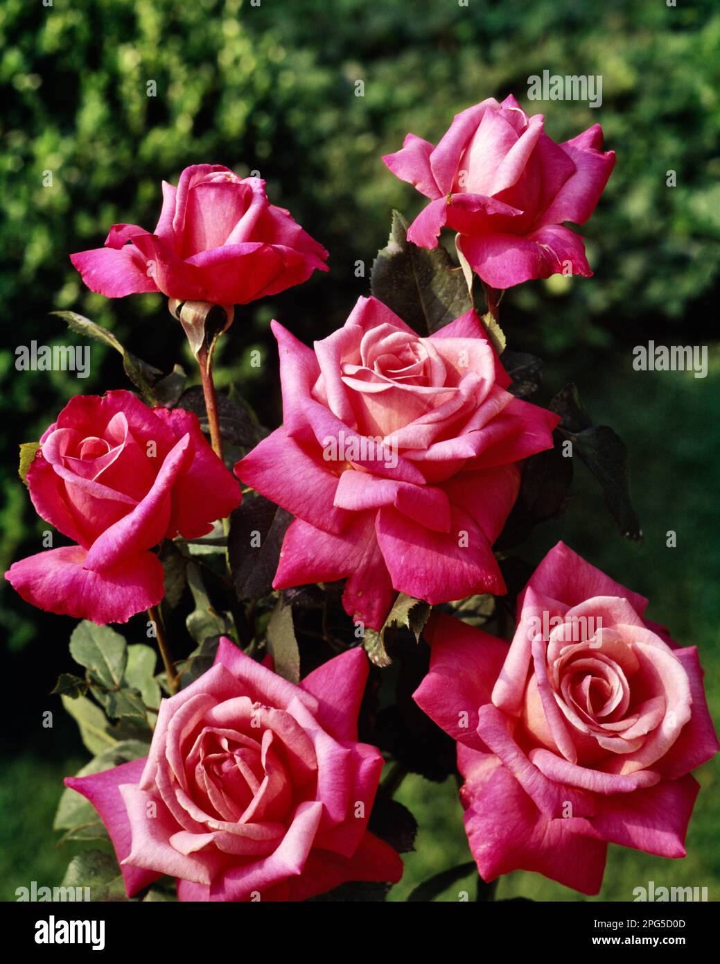 1970s A CLUSTER OF 6 PORTRAIT ROSES IN VARIOUS STAGES OF BLOOM A HYBRID ...