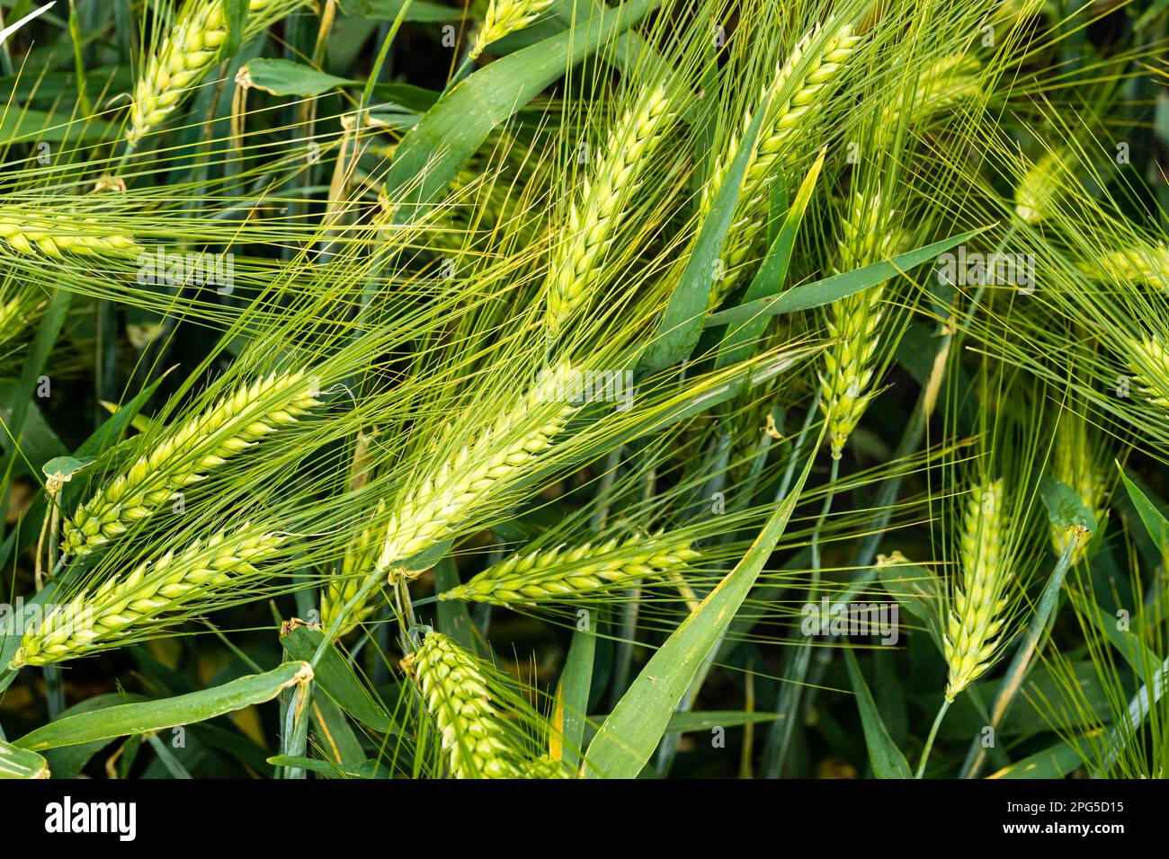 six row barley heads Stock Photo - Alamy