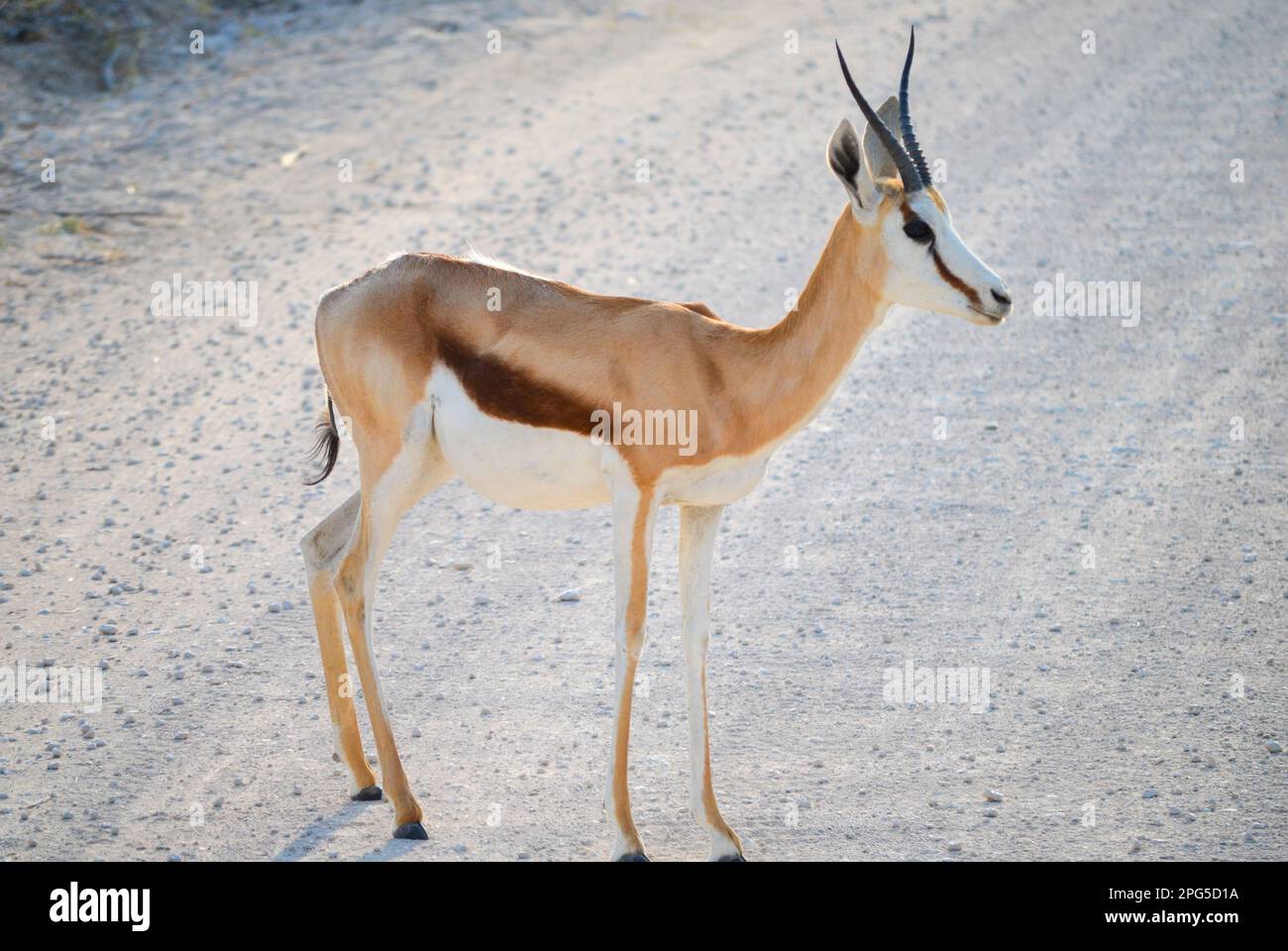 impala on the road Stock Photo - Alamy