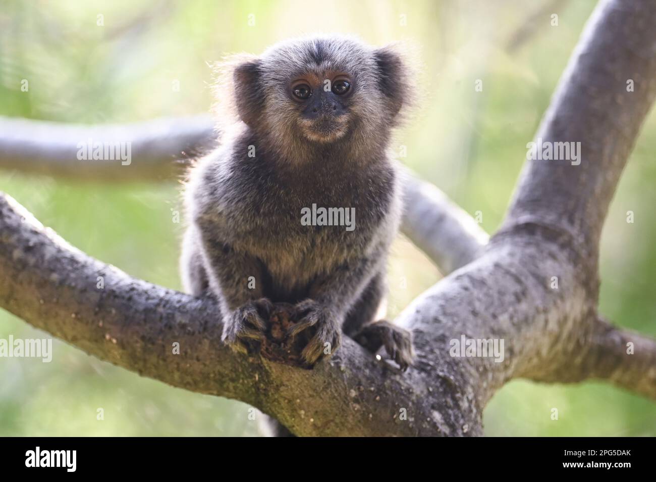 Praia Do Forte, Brazil. 22nd July, 2022. A tufted monkey sits on a tree ...