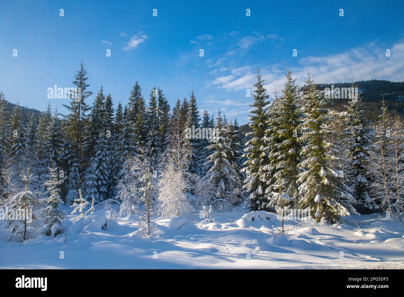 Norway Trees Mountain