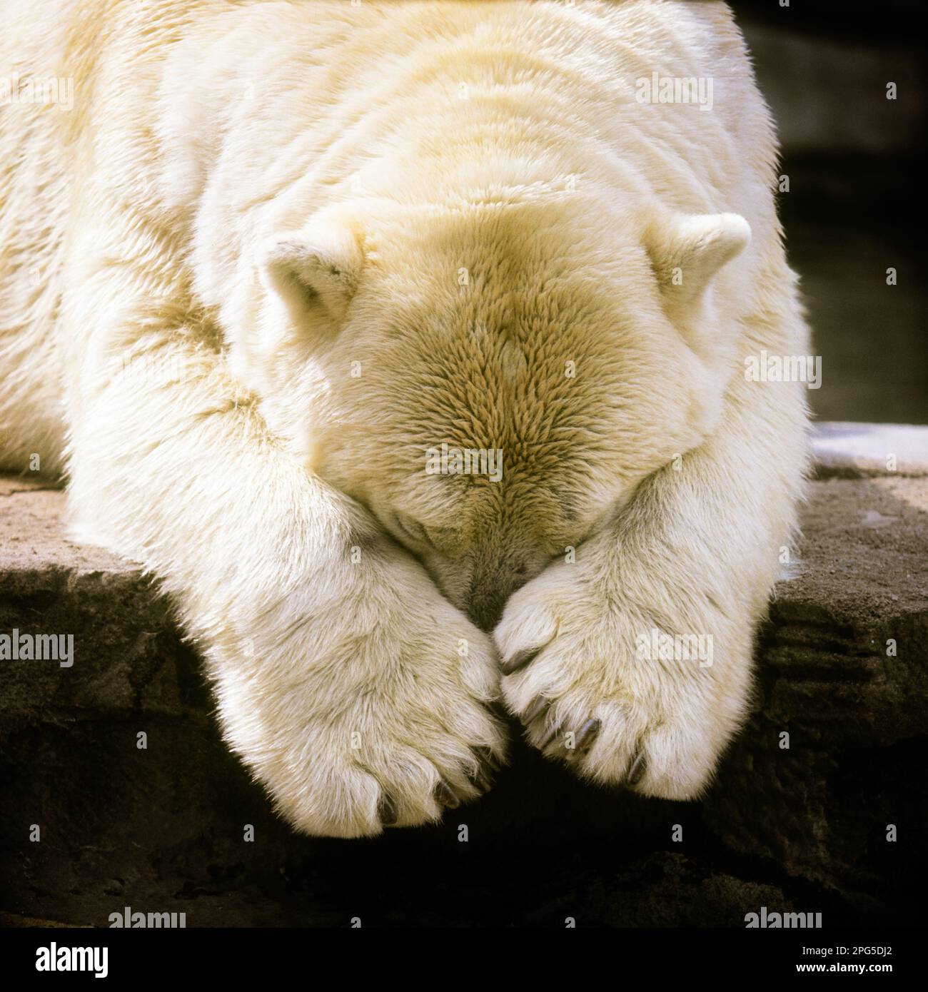 Embarrassed Polar Bear