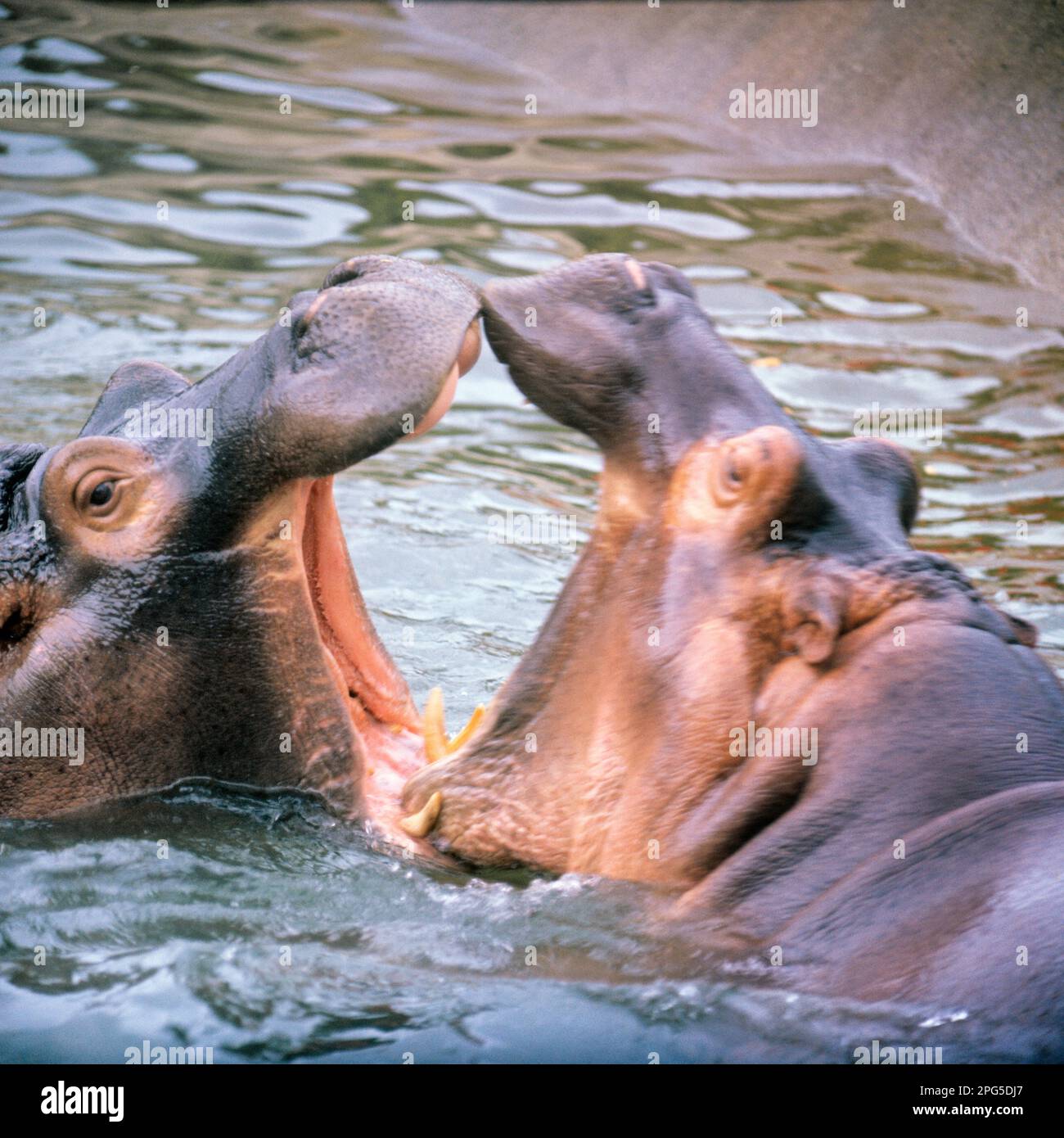 1980s couple fighting hi-res stock photography and images - Alamy