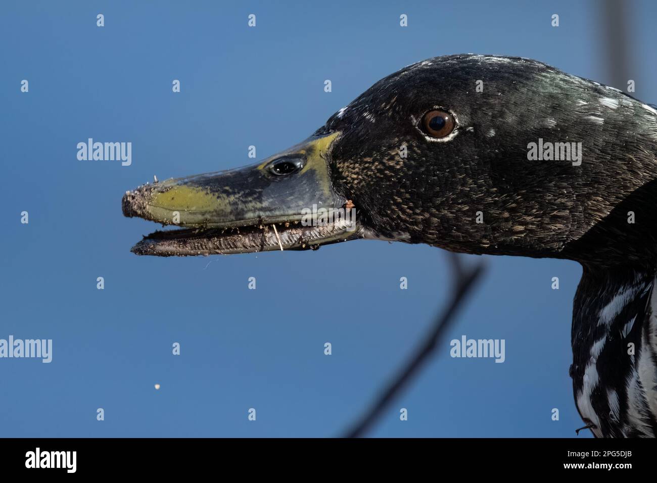 Hyrbid animal hi-res stock photography and images - Alamy