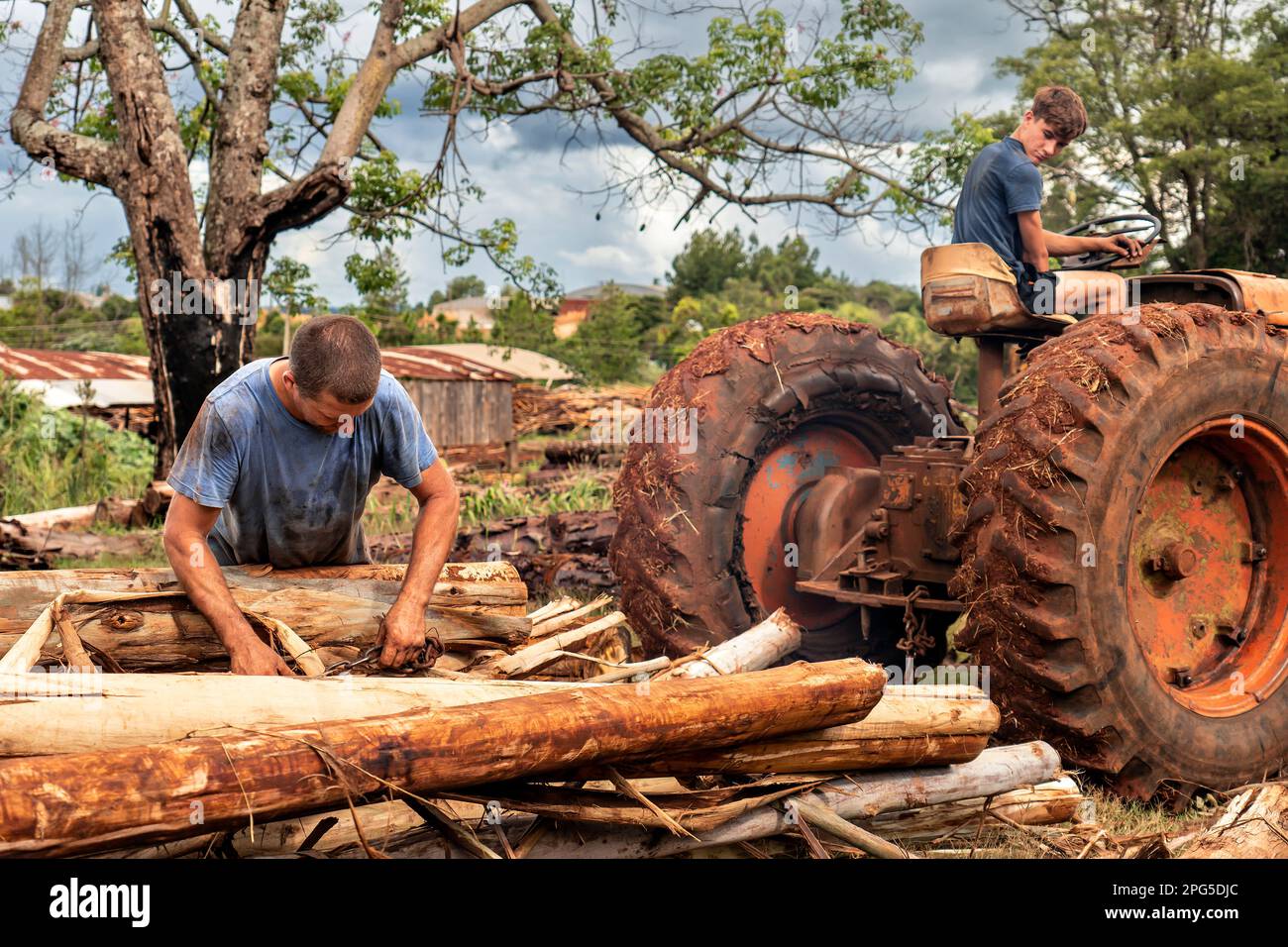 A father and son working at a sawmill. The father hooks the trunk with ...