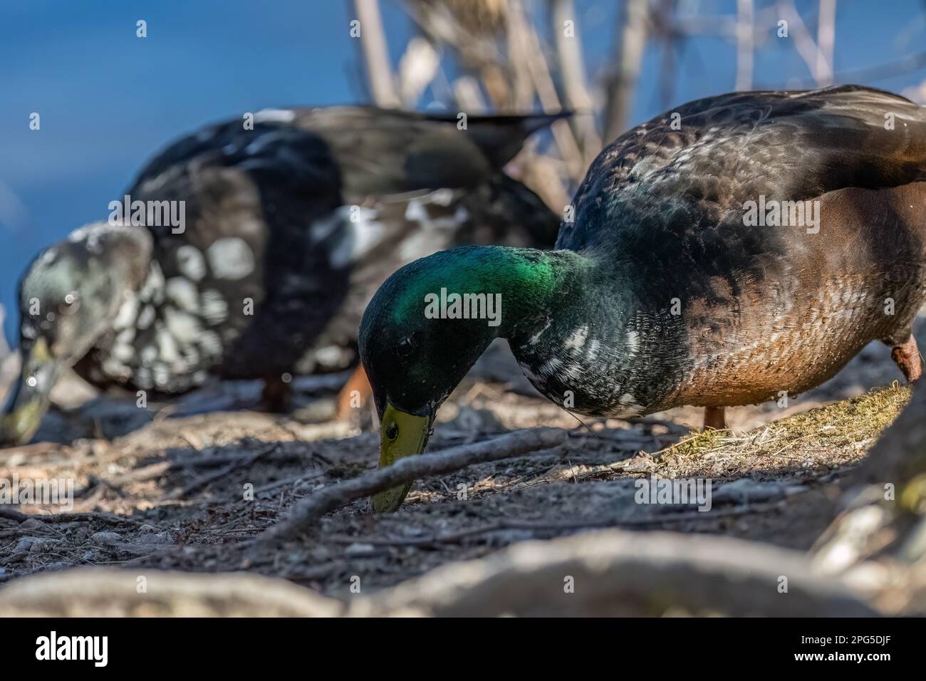 A mallard drake with leucism or possible hybrid close up of head Stock ...
