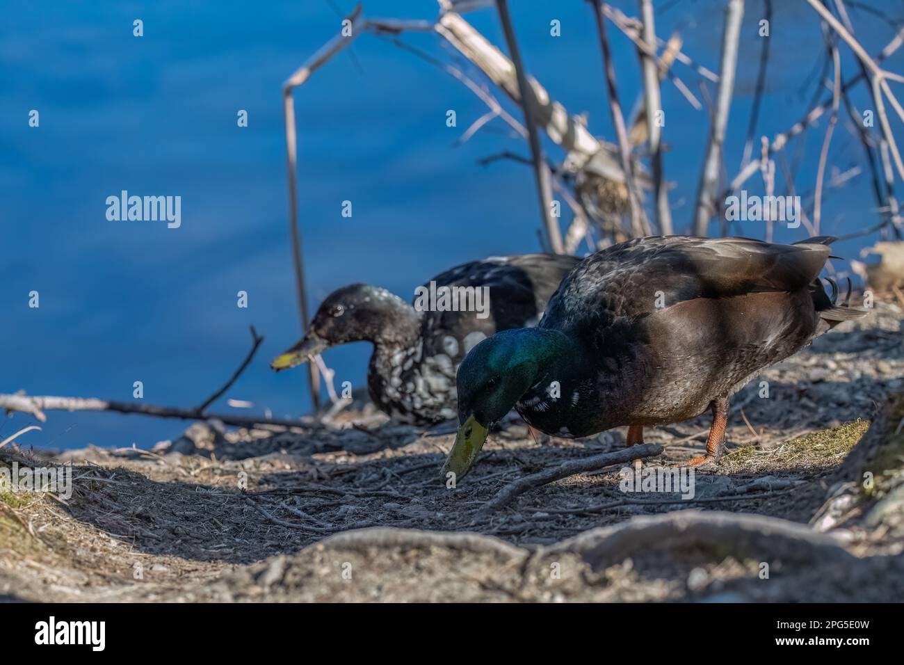 Hyrbid animal hi-res stock photography and images - Alamy