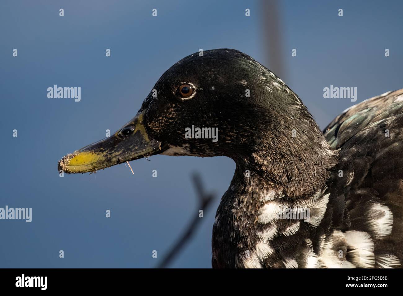 A mallard drake with leucism or possible hybrid close up of head Stock ...