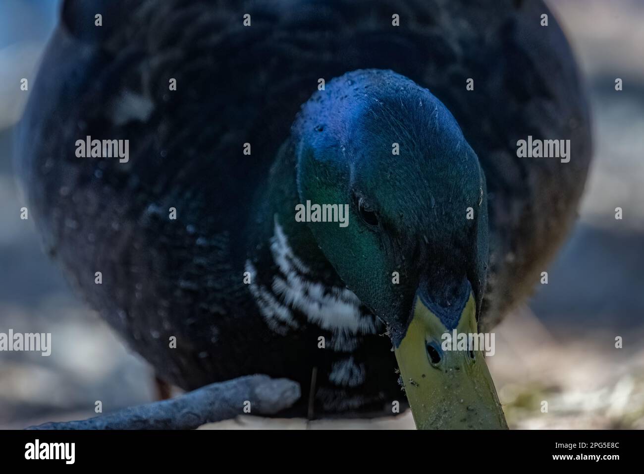 Hyrbid animal hi-res stock photography and images - Alamy