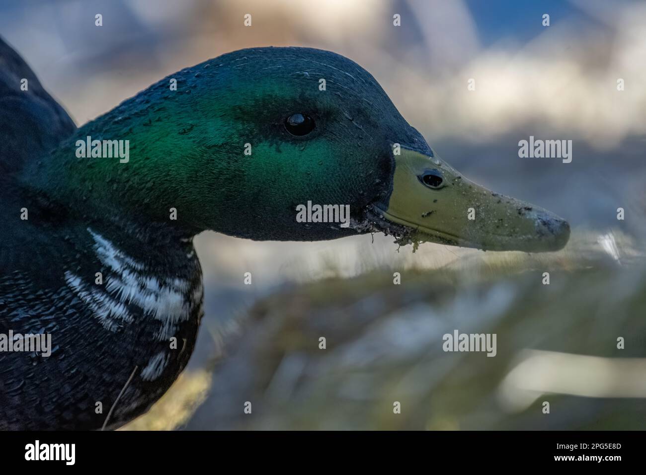 Hyrbid animal hi-res stock photography and images - Alamy