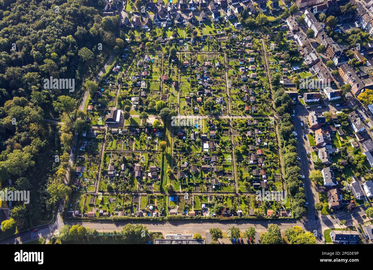 Buer erle hi-res stock photography and images - Alamy