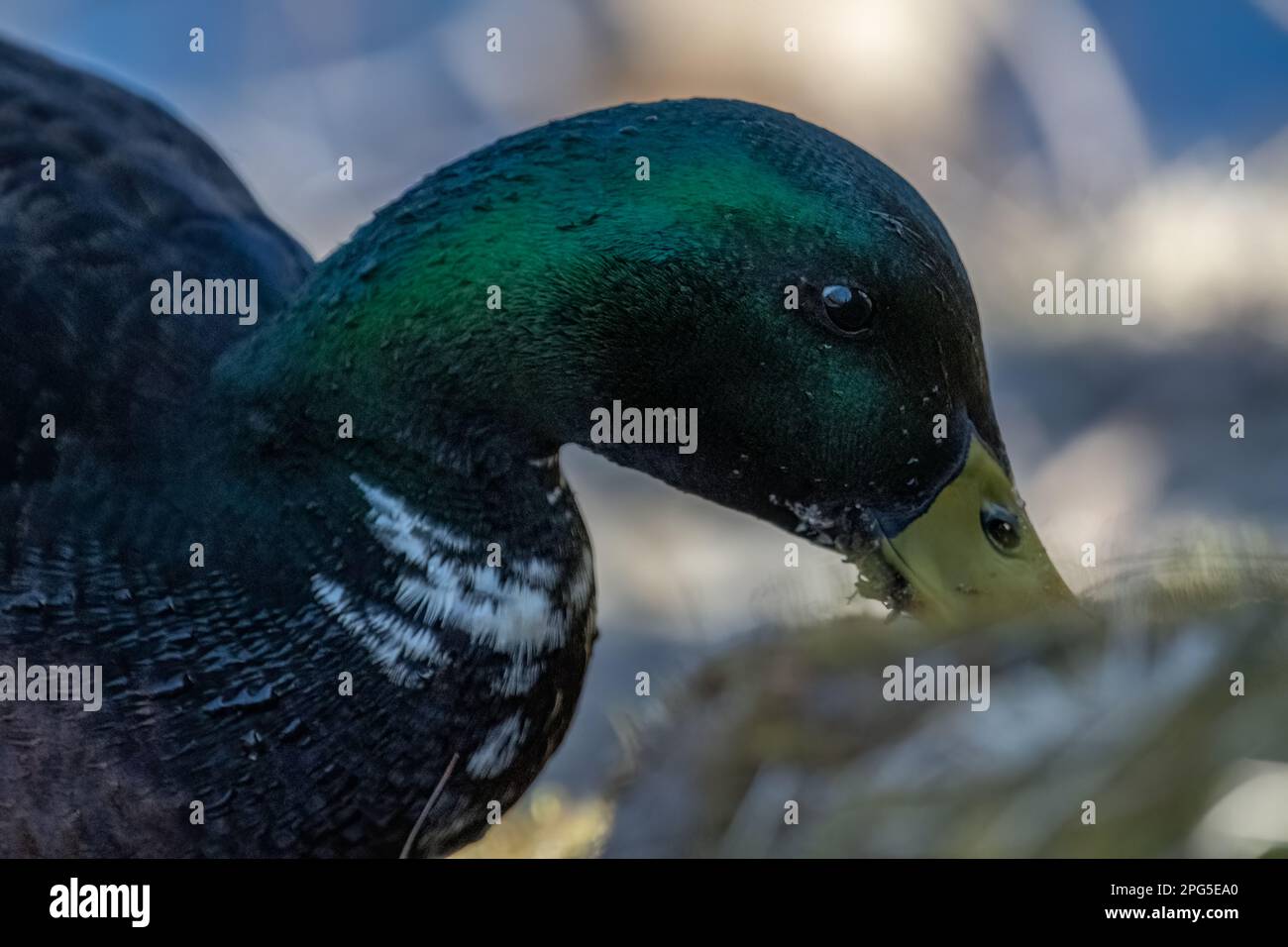 A mallard drake with leucism or possible hybrid close up of head Stock ...