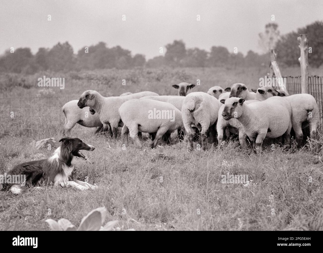 1940s ALERT ATTENTIVE BORDER COLLIE DOG WATCHING AND GUARDING SMALL ...